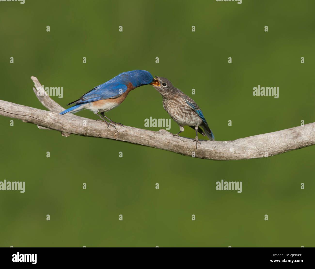 Bluebird fledgling hi-res stock photography and images - Alamy