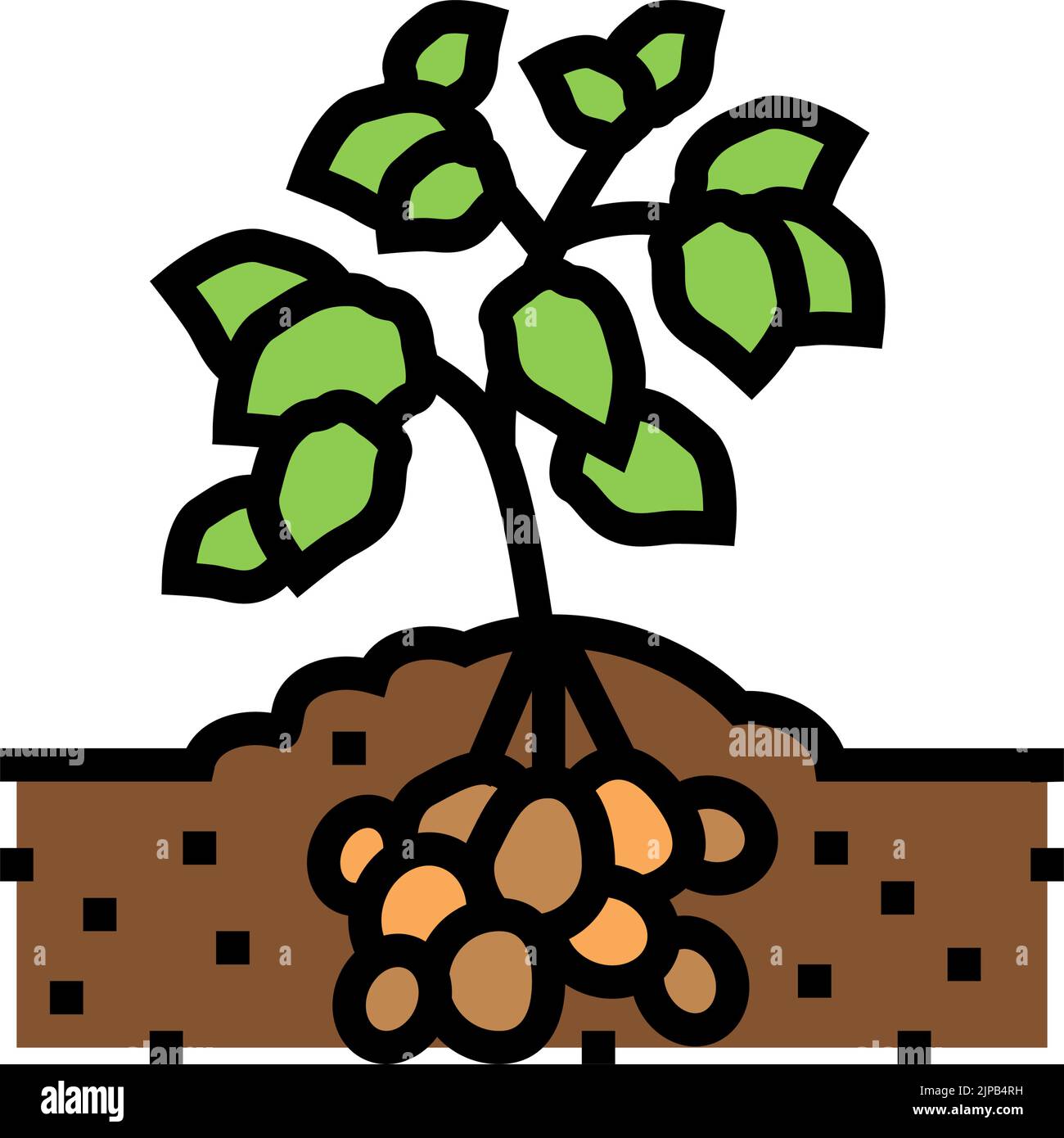New potato plant Stock Vector Images - Alamy
