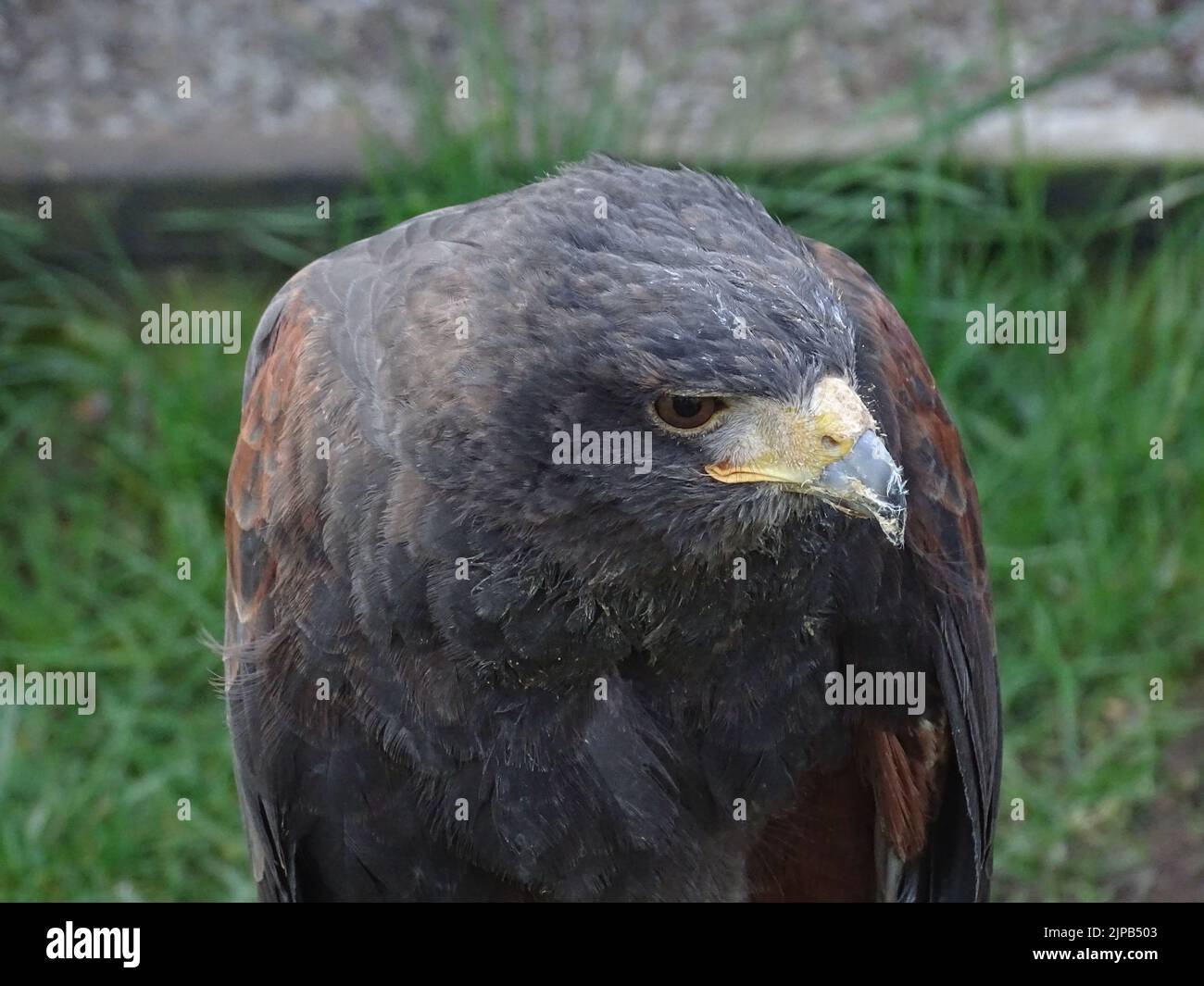 A view of a beautiful hawk in a field with green grass Stock Photo - Alamy