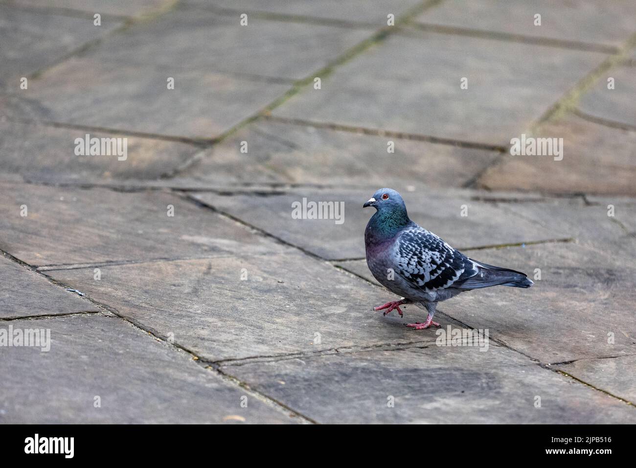 Rock dove plumage hi-res stock photography and images - Alamy