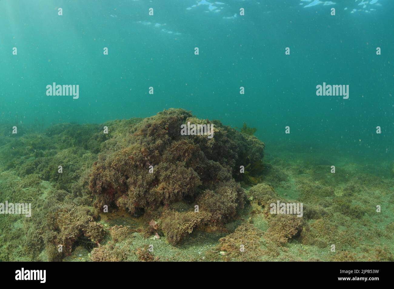 Rugged seabed in shallow water covered with short brown algae and ...