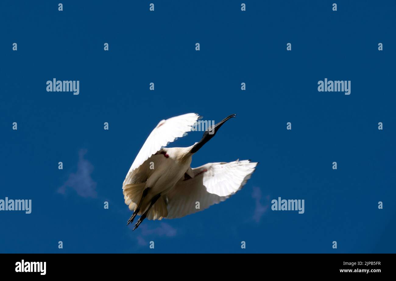 An Australian White Ibis (Threskiornis molucca) in flight in Sydney ...