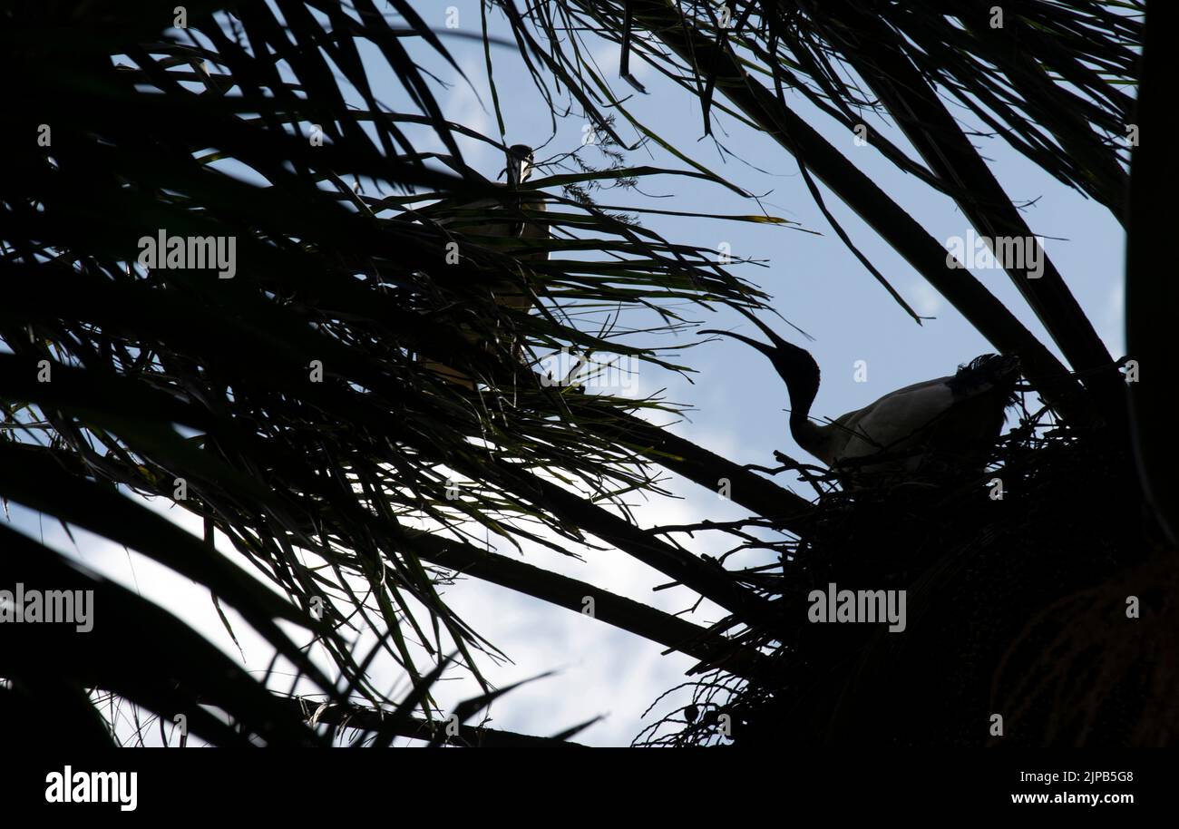 Ibis chick hi-res stock photography and images - Alamy