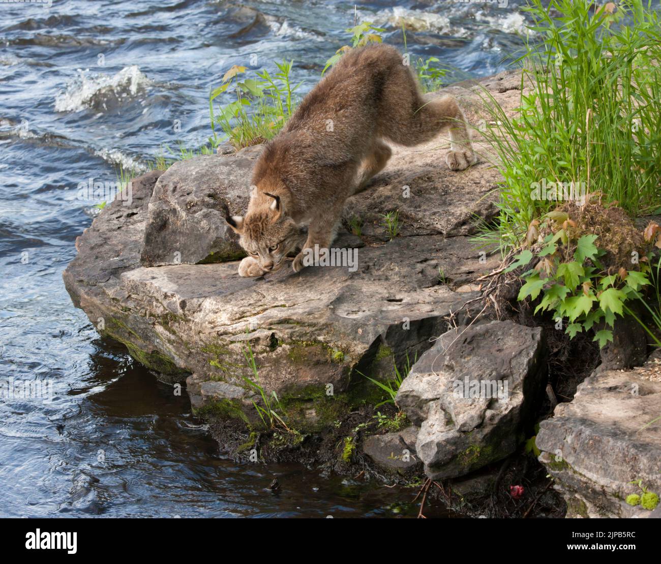 Lynx wildcat hi-res stock photography and images - Alamy