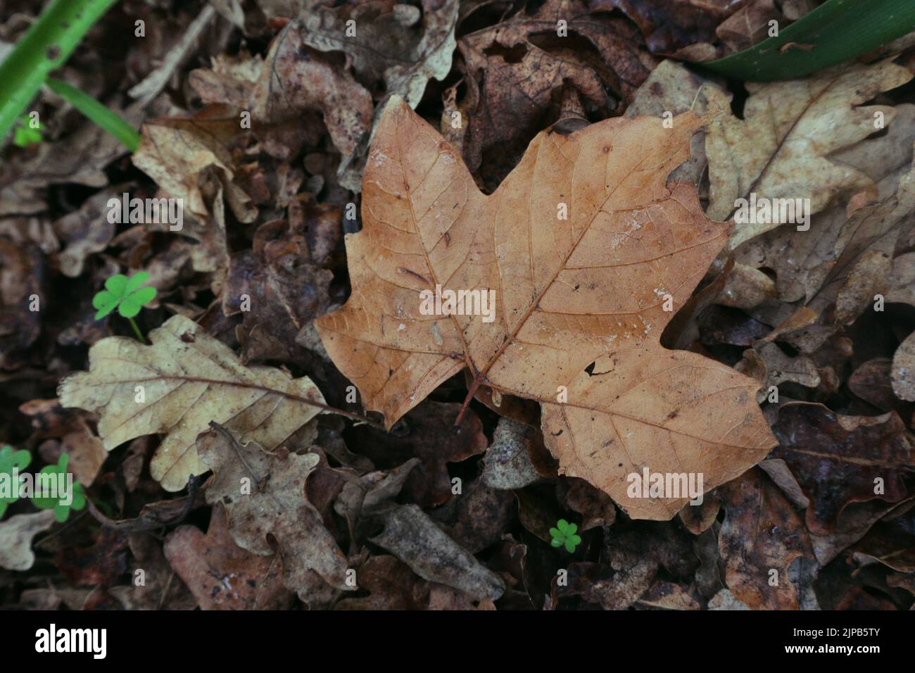 Groundforest hi-res stock photography and images - Alamy