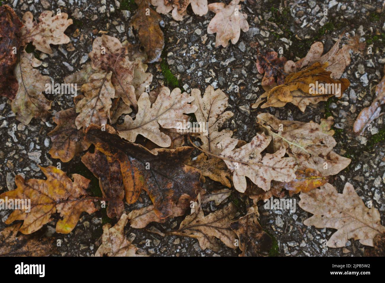 Groundforest hi-res stock photography and images - Alamy