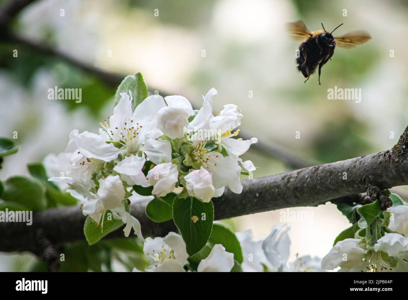 A close-up of apple blossom and a beetle in flight against blurry ...