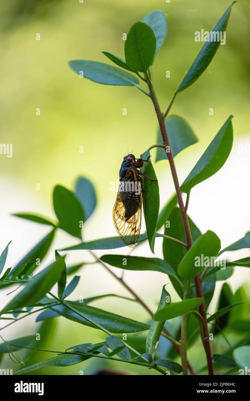 A vertical shot of the Great Eastern Brood out in the wild Stock Photo ...