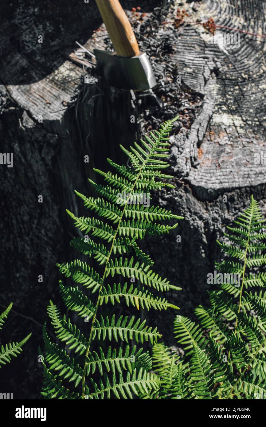 fern in forest with stump of tree and ax Stock Photo - Alamy