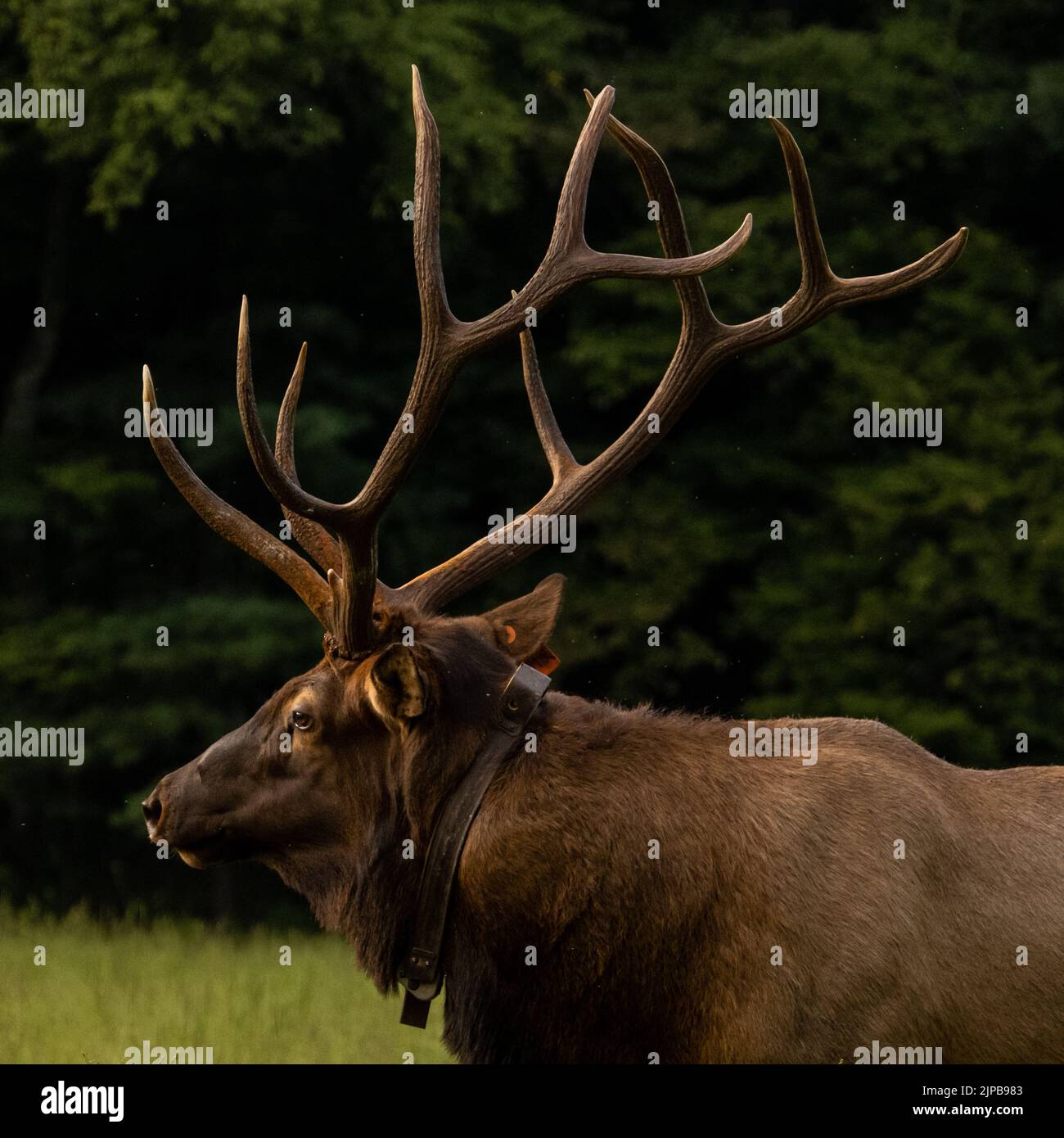 Collared bull elk hi-res stock photography and images - Alamy