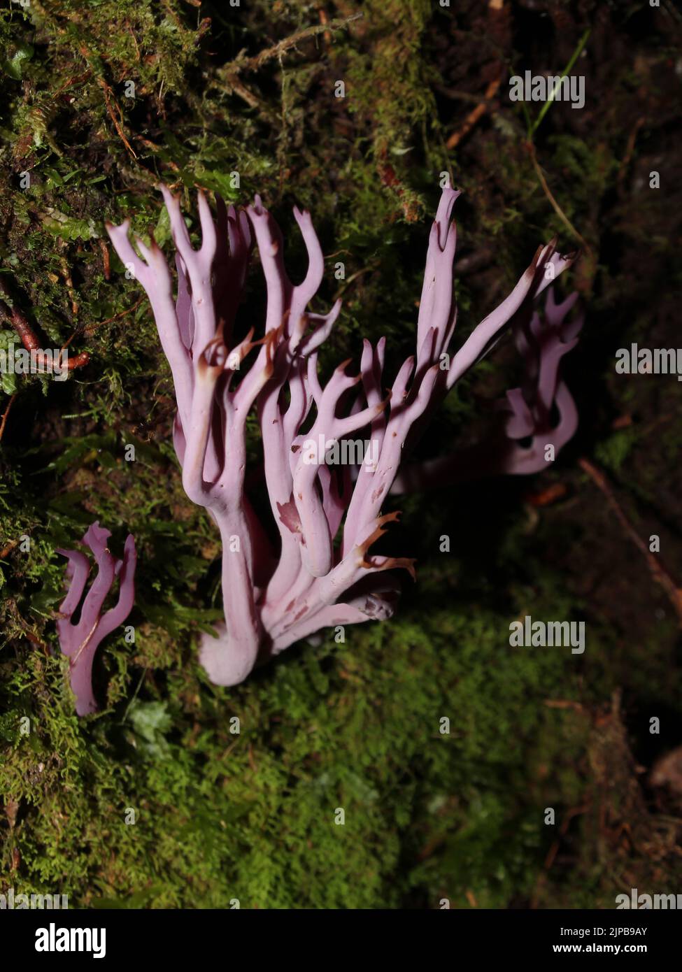 Violet coral fungus (Clavaria zollingeri) from cloud forest in Costa ...
