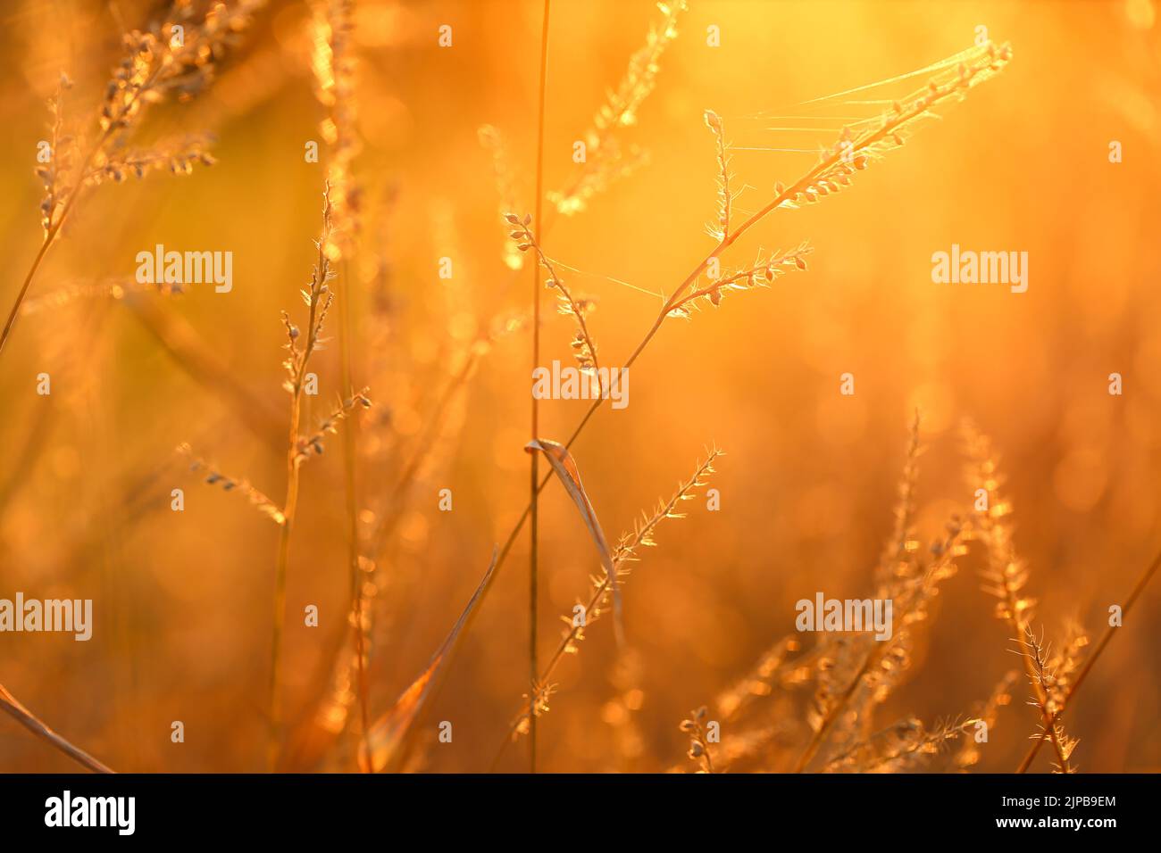Field grass stems in sunset sunlight.Autumn sunset.nature background ...