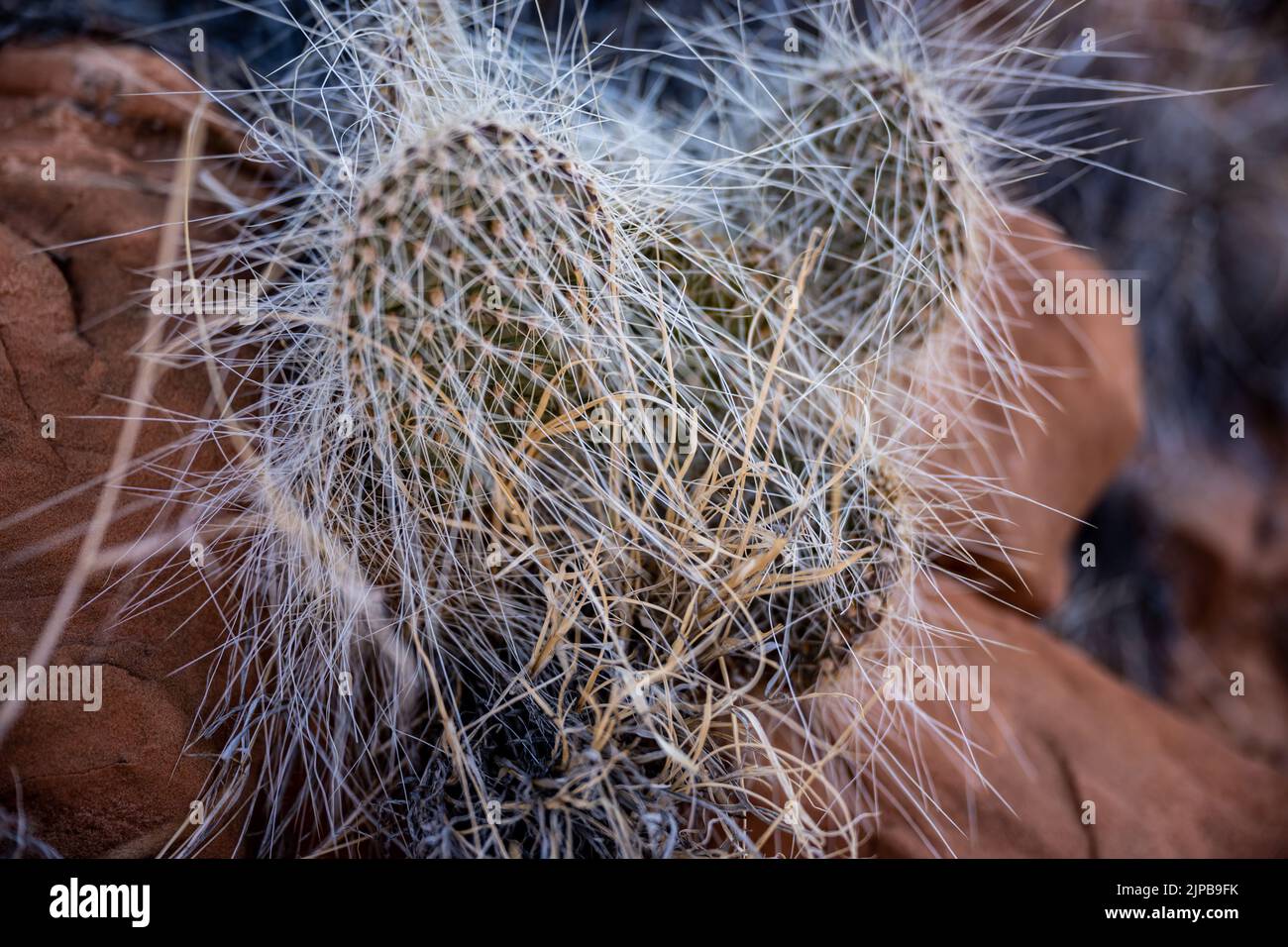 Long spined cactus hi-res stock photography and images - Alamy