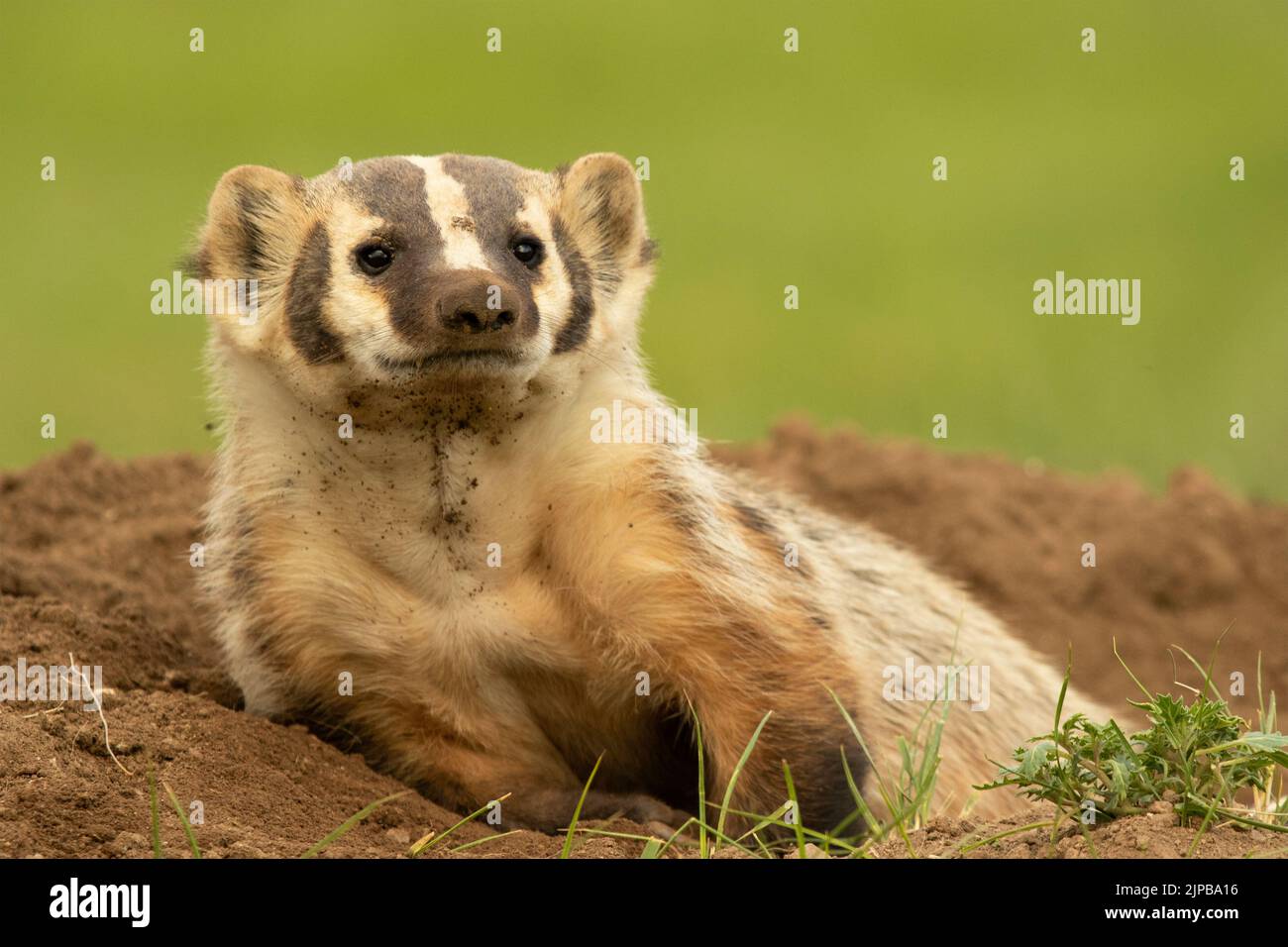 Juvenile badger hi-res stock photography and images - Alamy