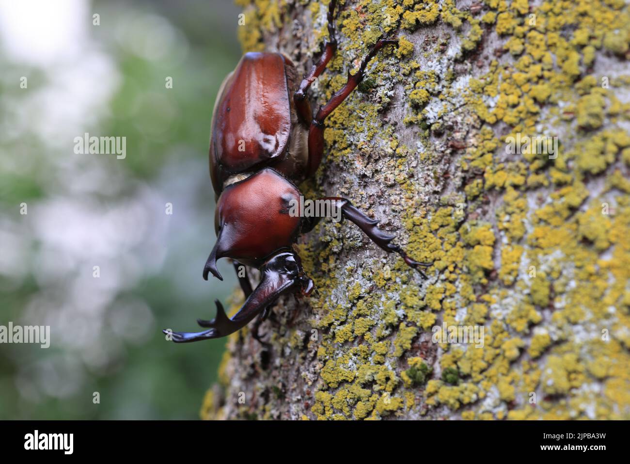 Japanese rhinoceros beetle (Trypoxylus dichotomus) male in Japan Stock ...