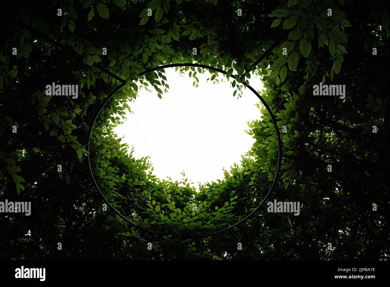 the top of plants shaped in circle in Killesbergpark, Stuttgart ...