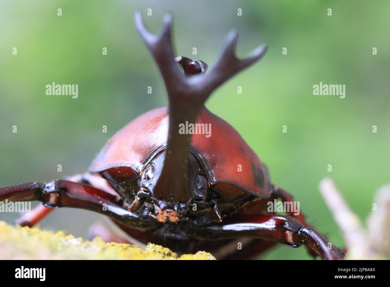 Japanese rhinoceros beetle (Trypoxylus dichotomus) male in Japan Stock ...