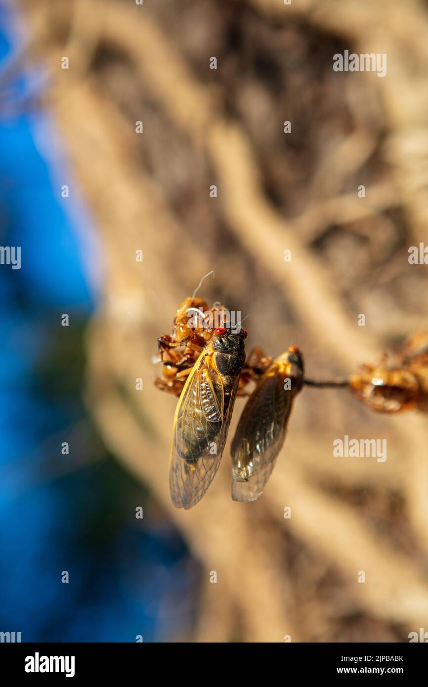 Cicadas shells hi-res stock photography and images - Alamy