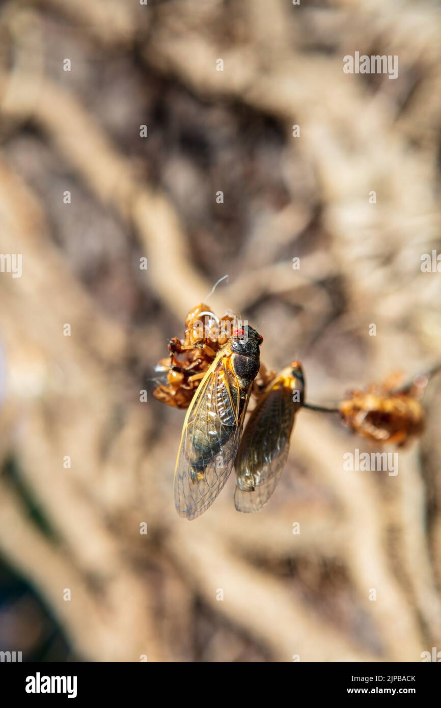 Cicadas shells hi-res stock photography and images - Alamy