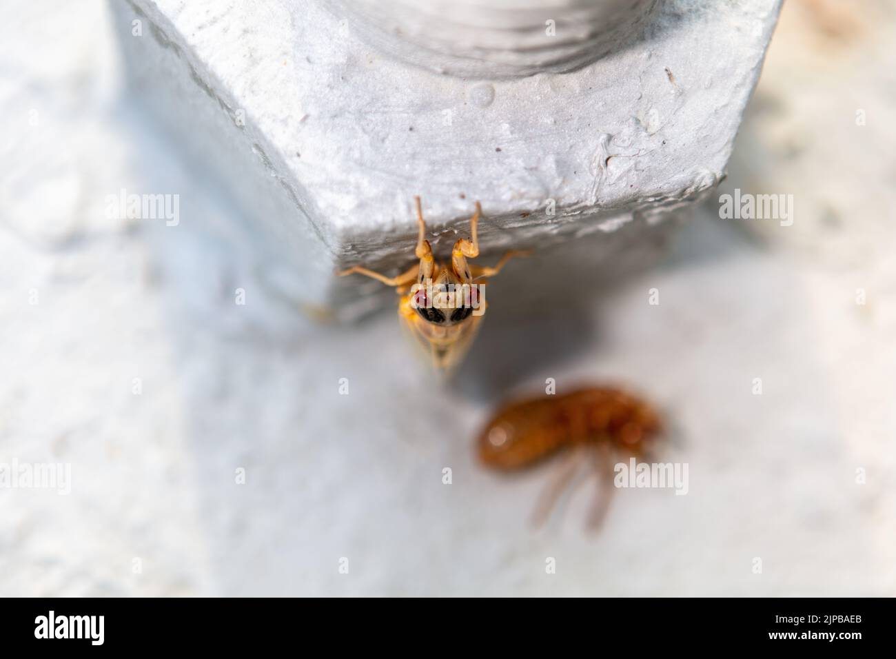Locust shell hi-res stock photography and images - Alamy