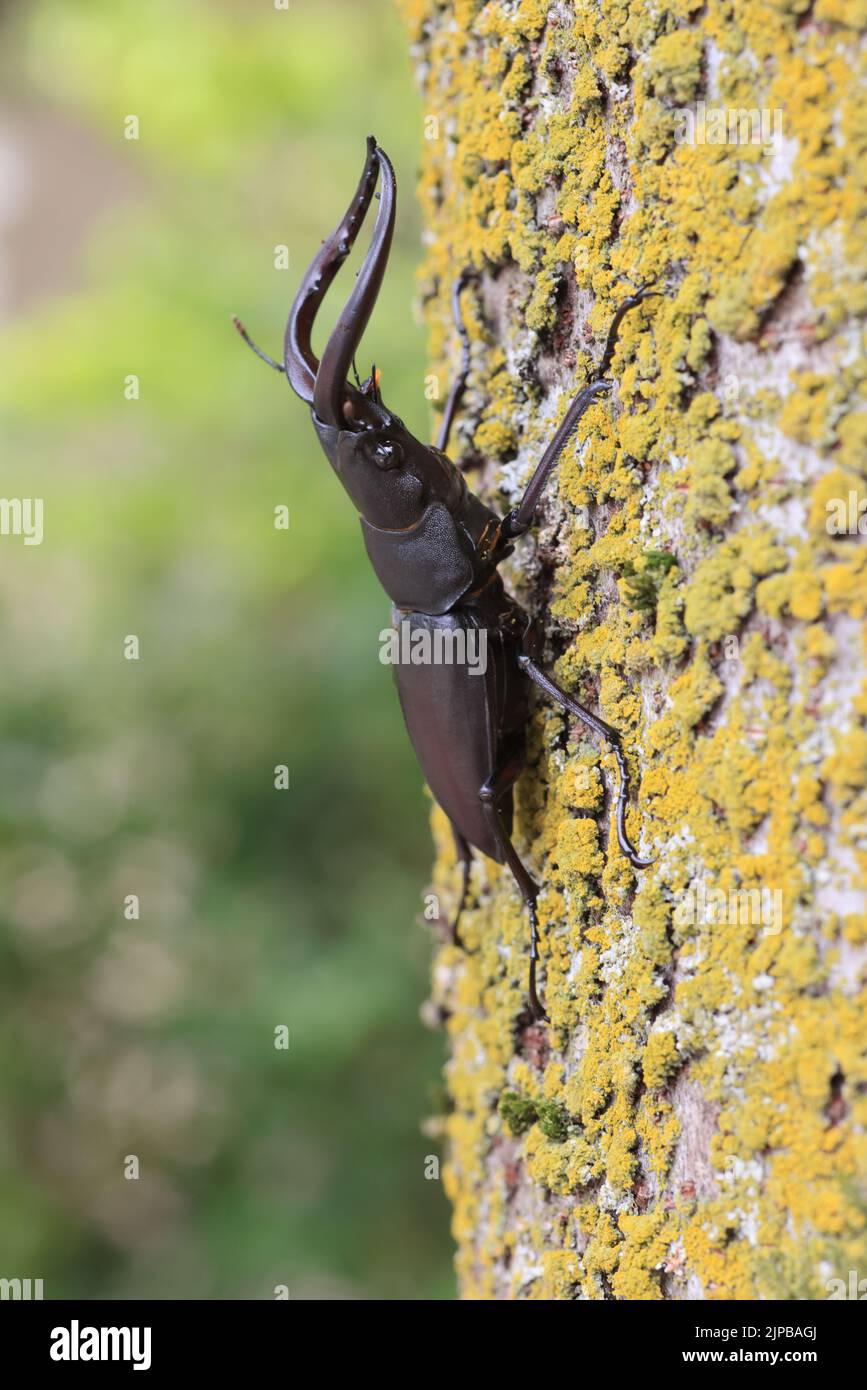 Japanese red stag beetle (Prosopocoilus inclinatus) in Osaka, Japan ...