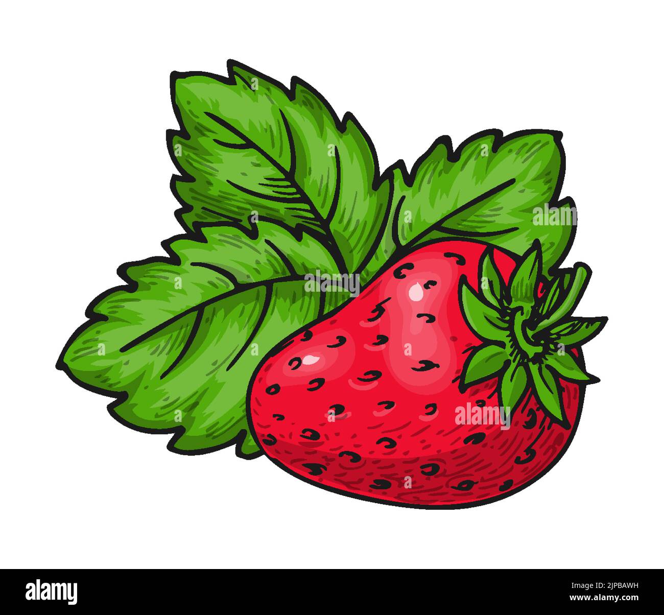 Whole ripe Strawberry isolated on white. Wild forest red single berry ...