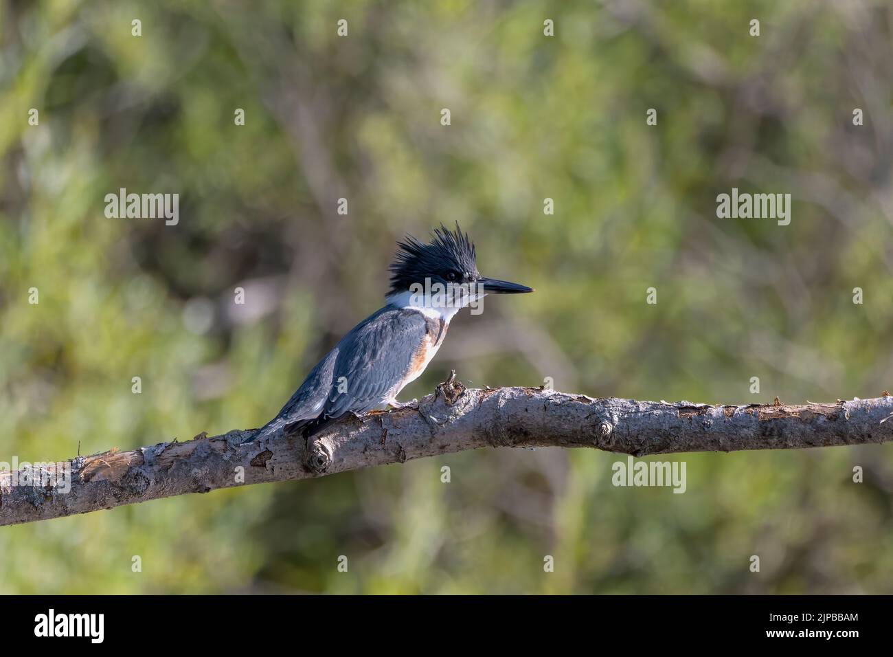The belted kingfisher (Megaceryle alcyon) Migration bird native to ...