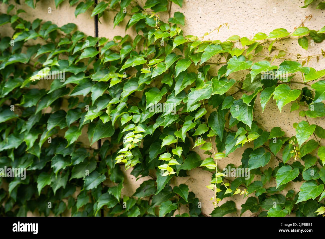 Green leaves natural background wallpaper, texture of leaf, leaves with ...