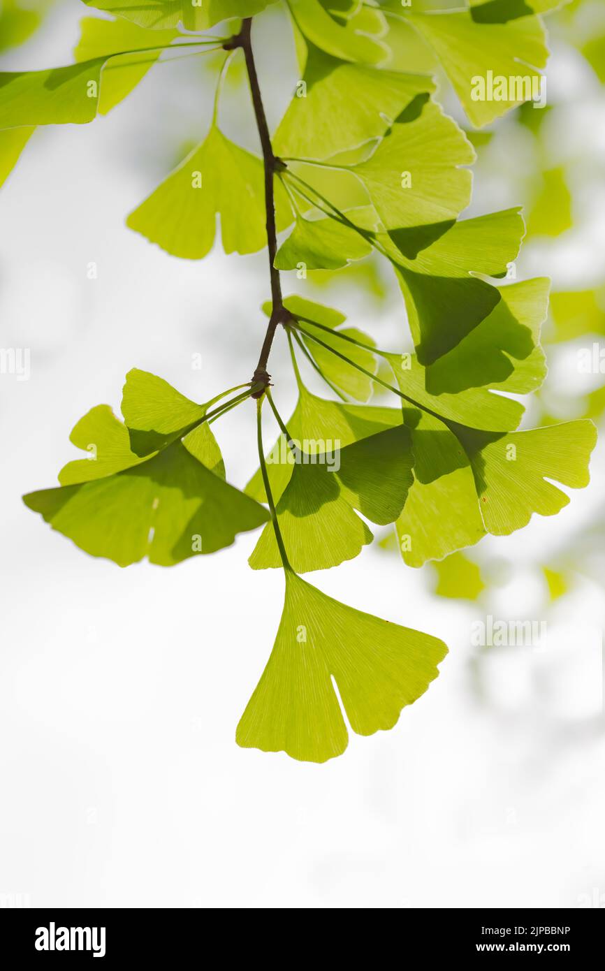 Vertical image of back lit ginkgo tree branch Stock Photo - Alamy