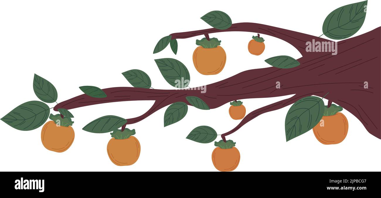 tree persimmon fruit Stock Vector Image & Art - Alamy