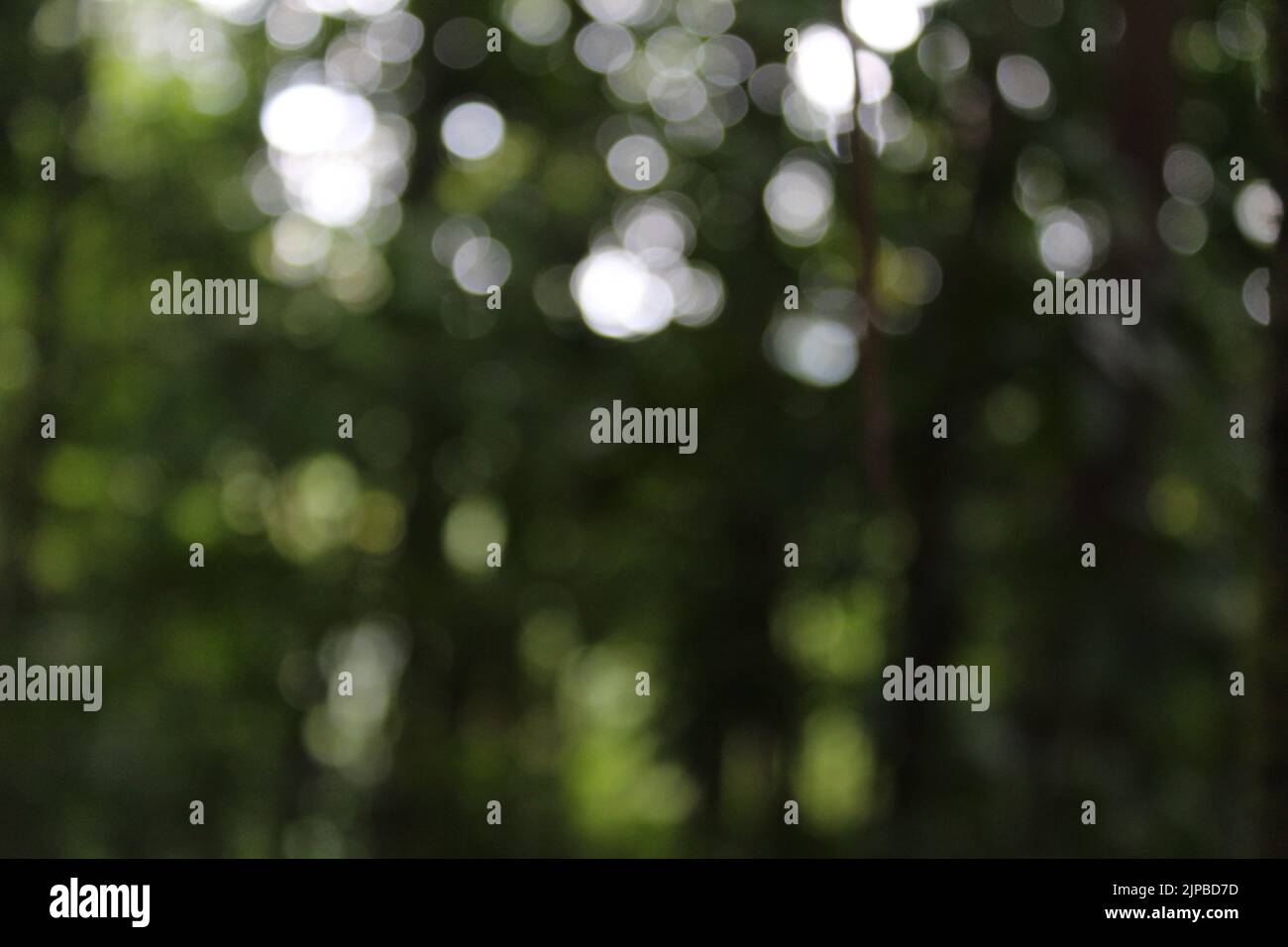 Defocused photo of a tropical rainforest Stock Photo - Alamy