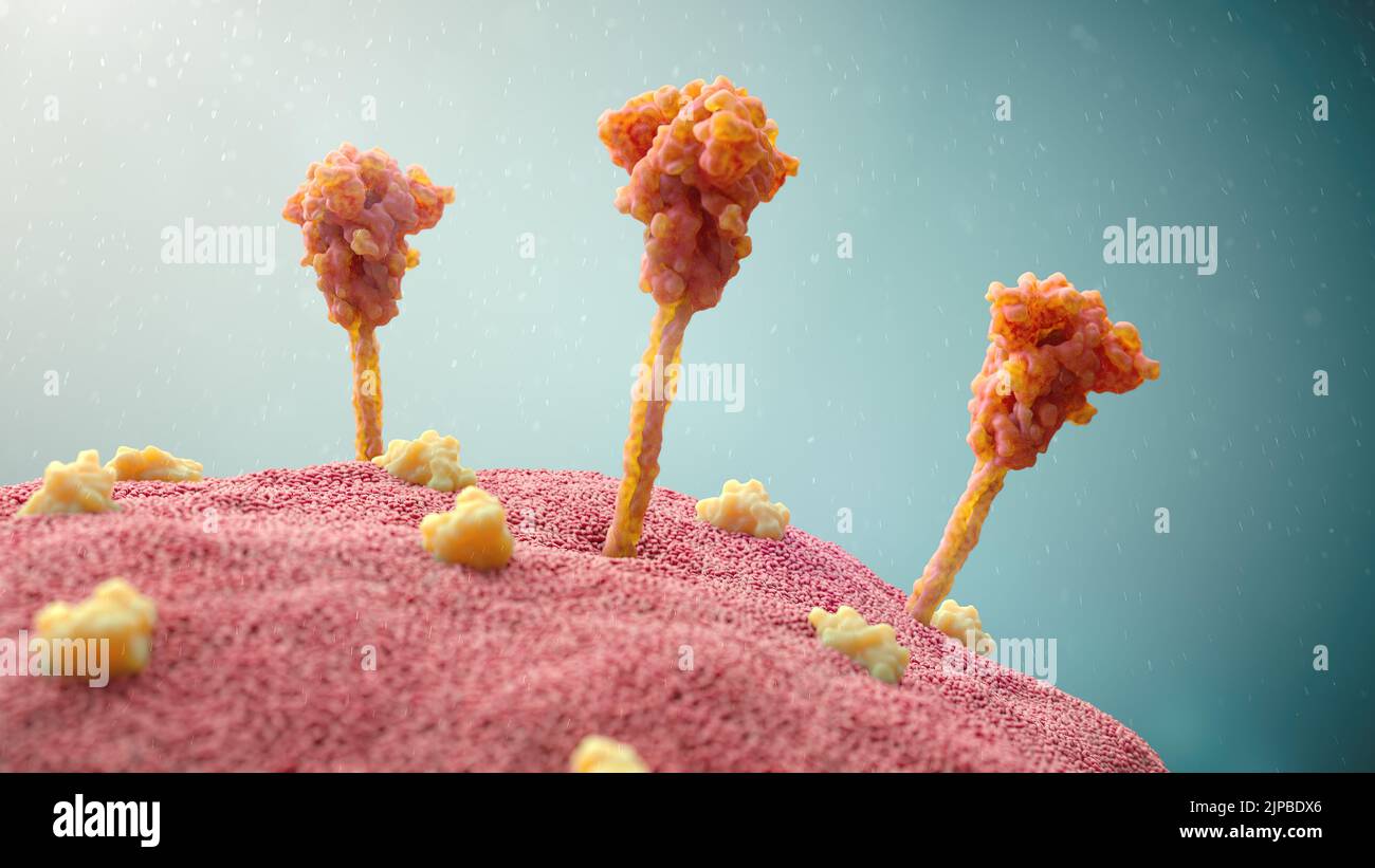 SARS-CoV-2 spike protein on human cell, illustration Stock Photo - Alamy