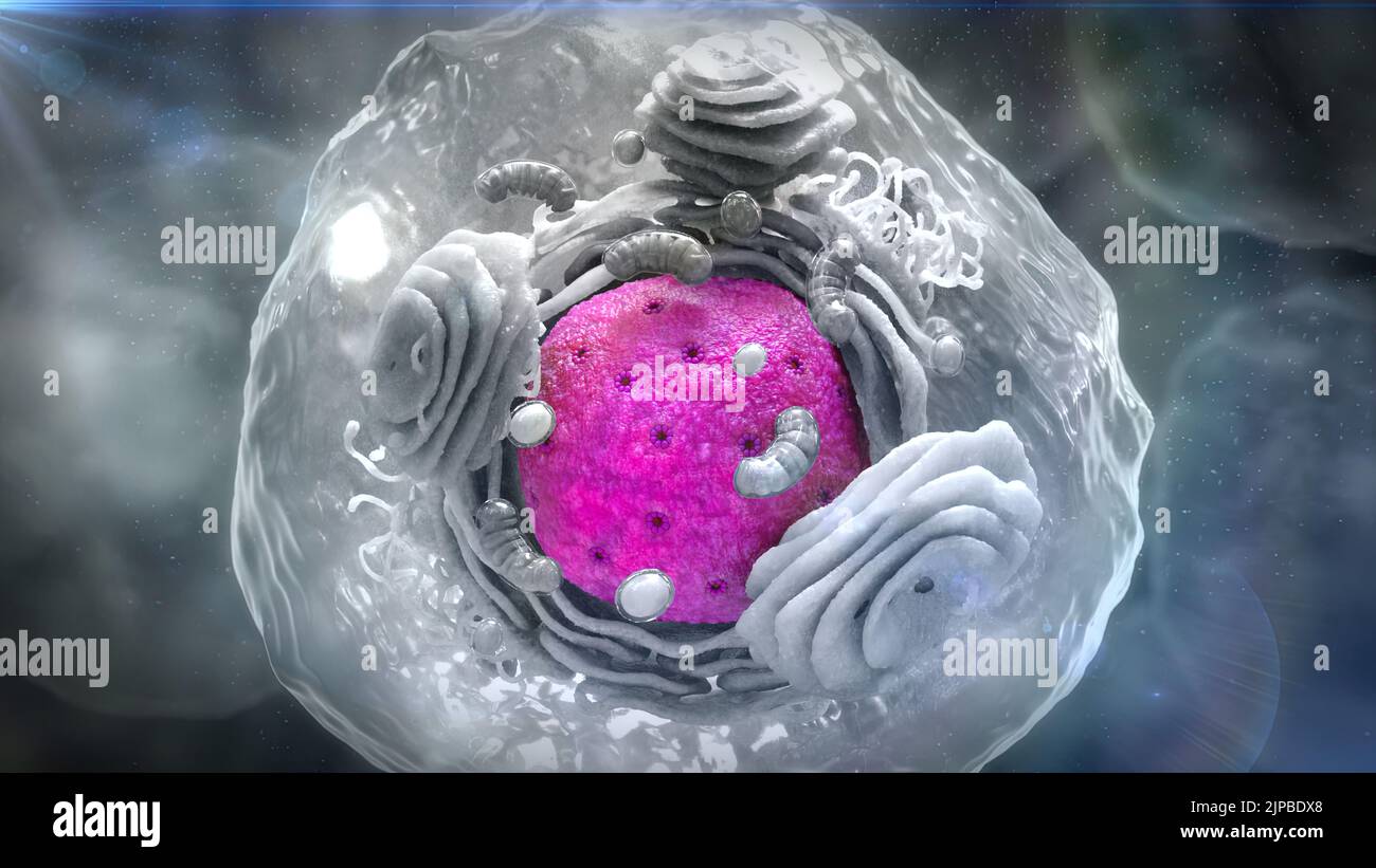 nucleus from a human cell, illustration Stock Photo - Alamy