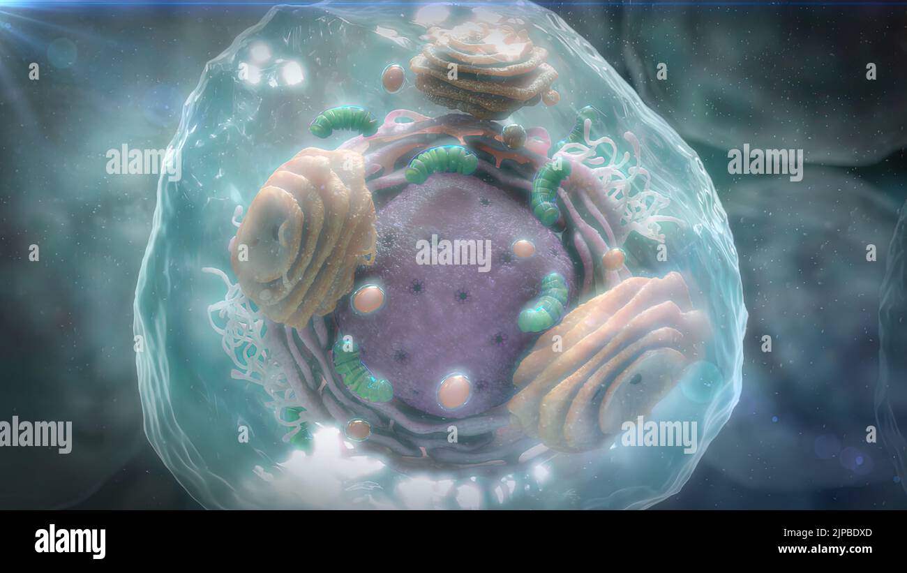 Human cell, illustration Stock Photo - Alamy