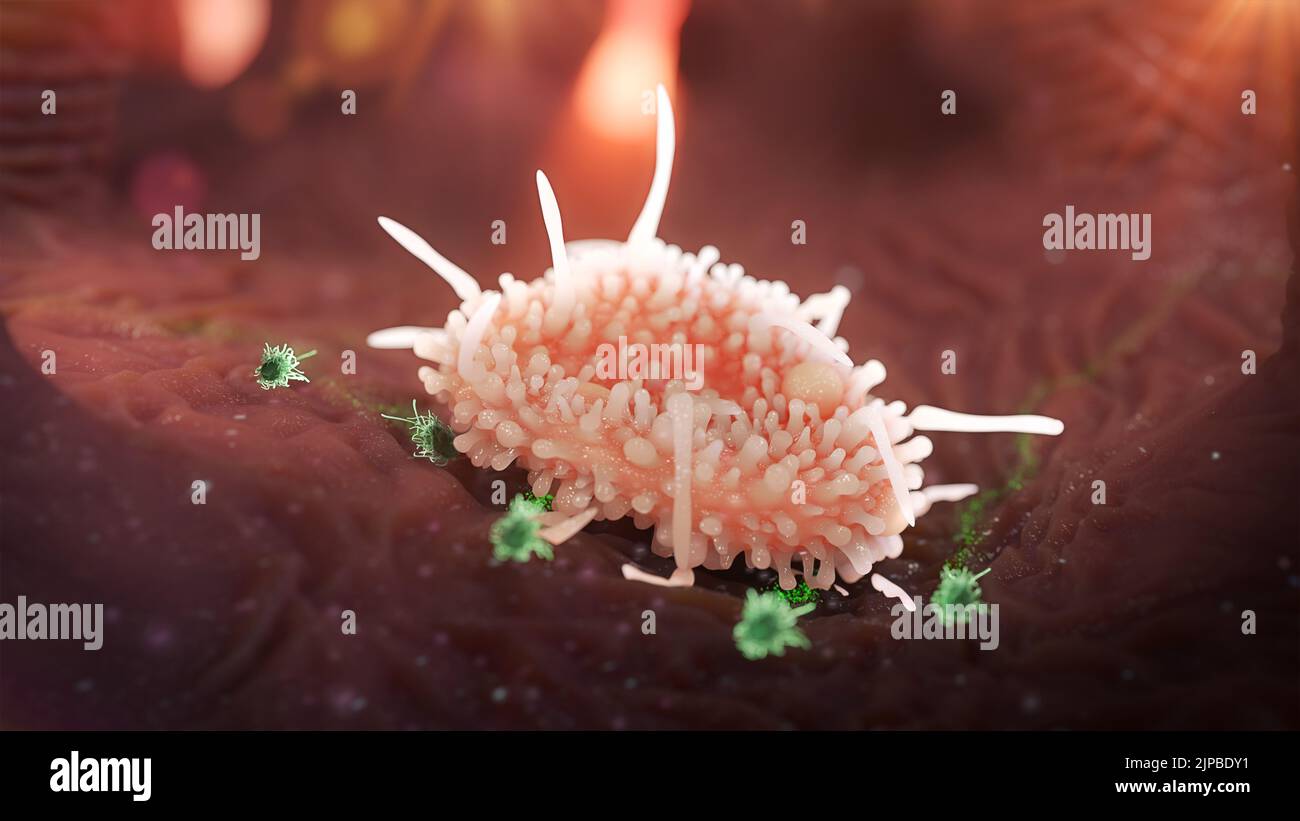 Macrophage phagocytosis, illustration Stock Photo - Alamy