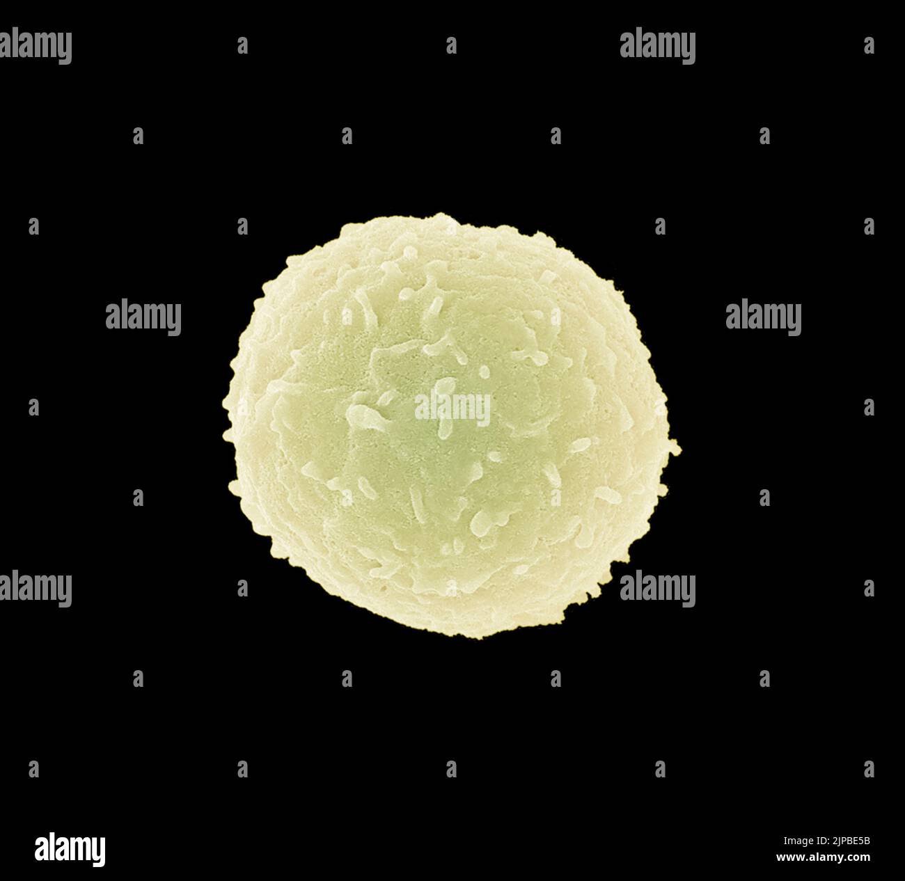 White blood cell, SEM Stock Photo - Alamy
