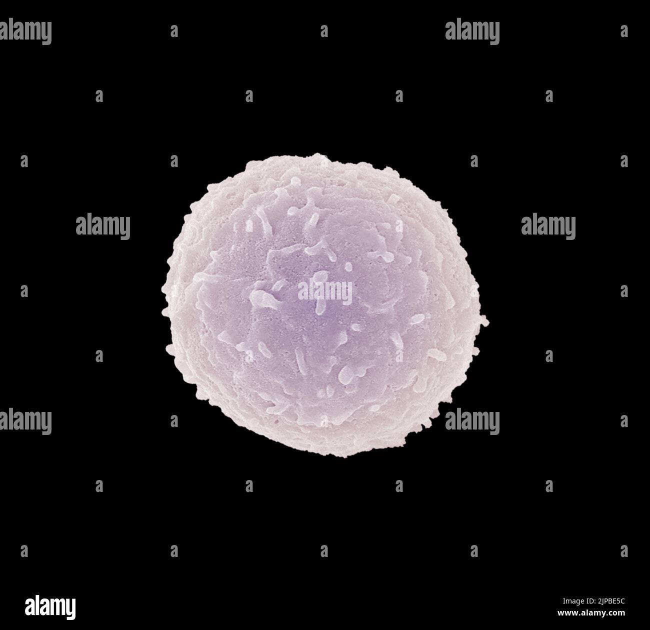 White blood cell, SEM Stock Photo - Alamy