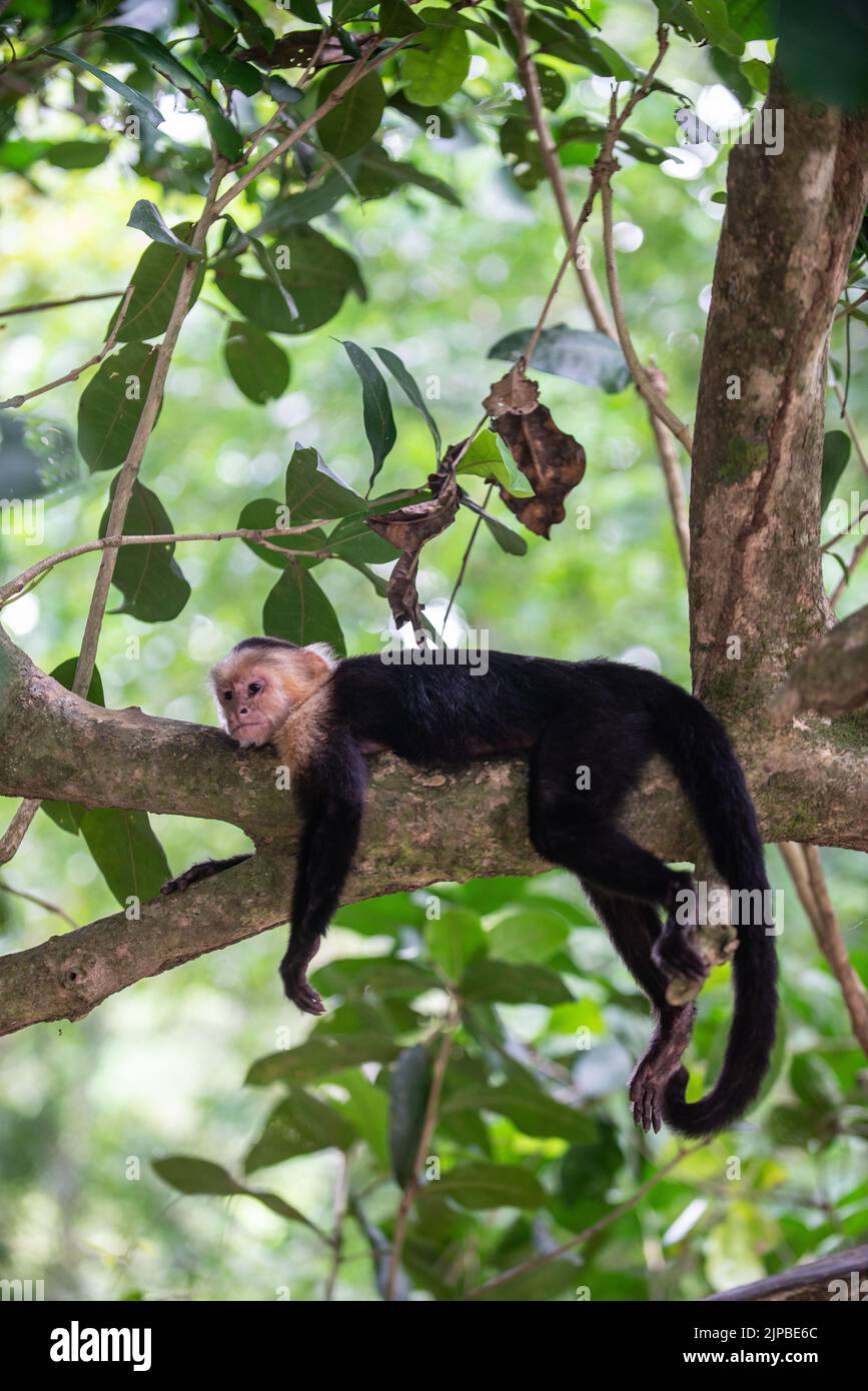 White-faced capuchin grooming Stock Photo - Alamy