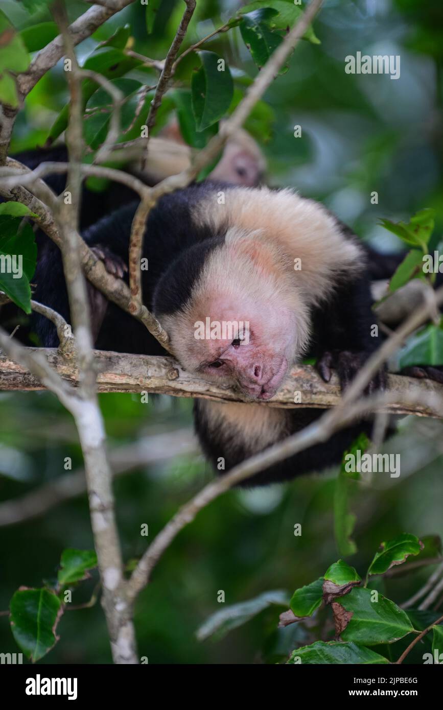 White-faced capuchin grooming Stock Photo - Alamy