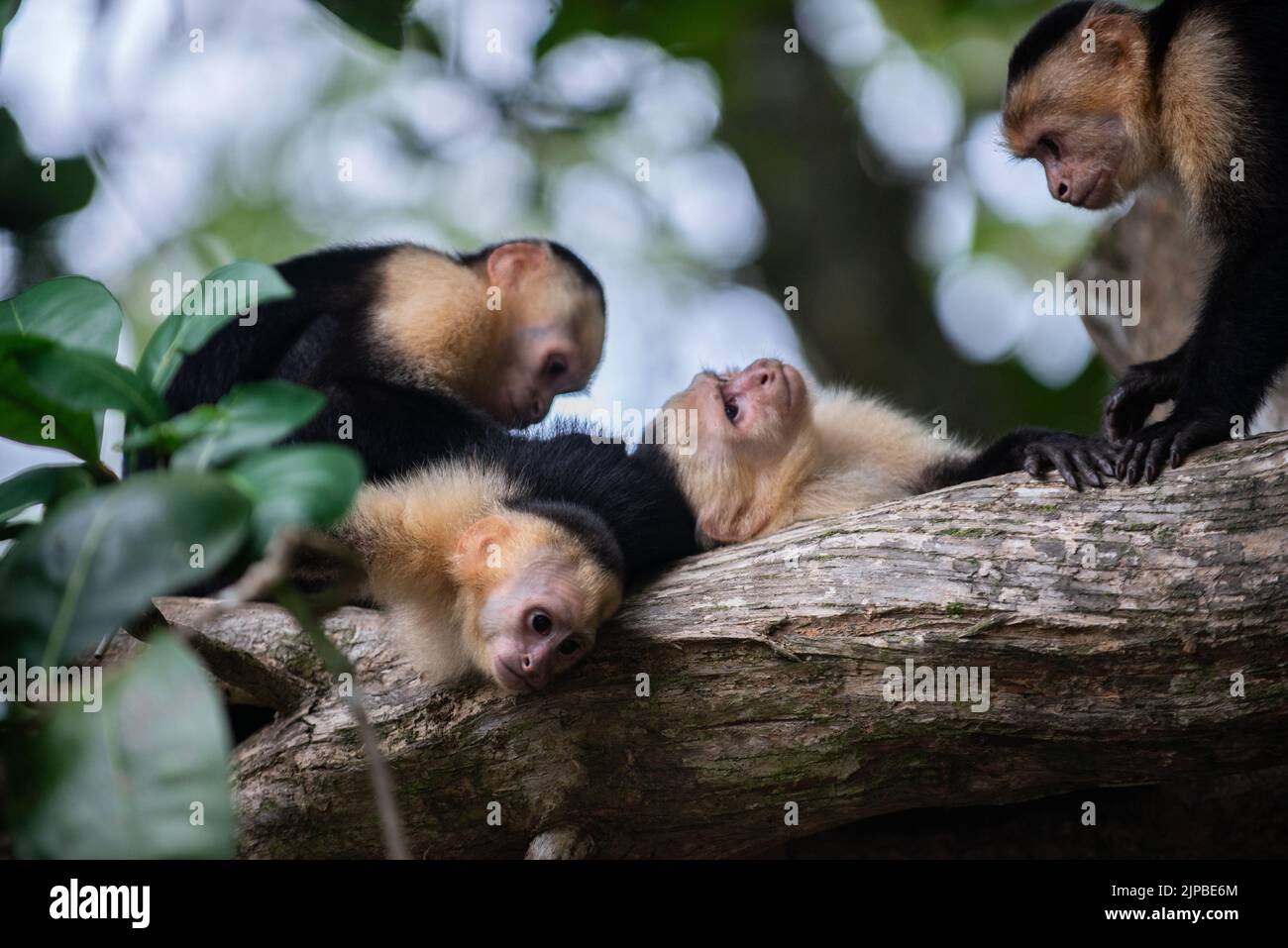 White-faced capuchins social grooming Stock Photo - Alamy