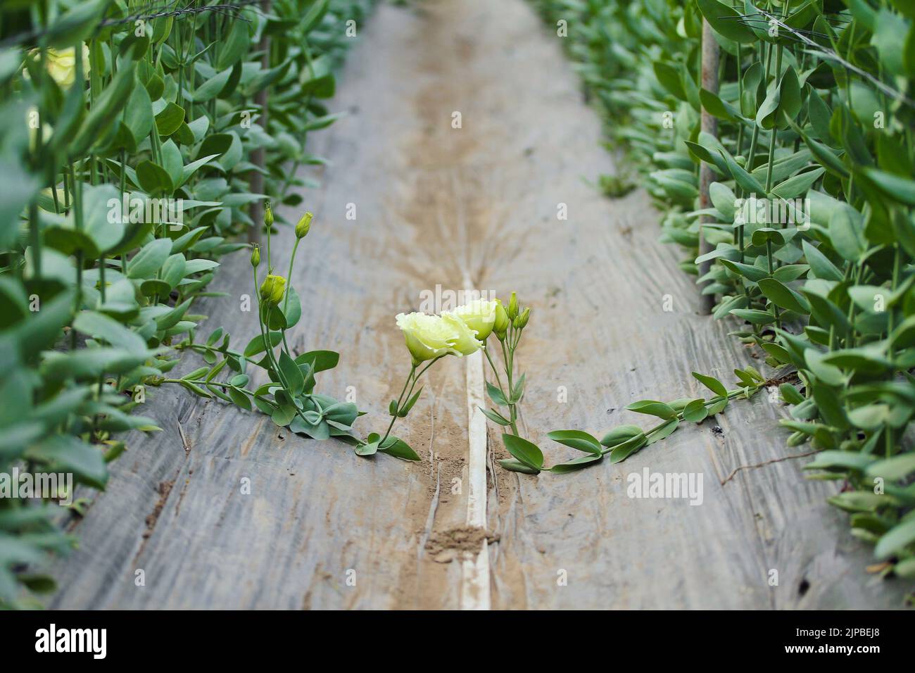 Eustoma russellianum hi-res stock photography and images - Alamy