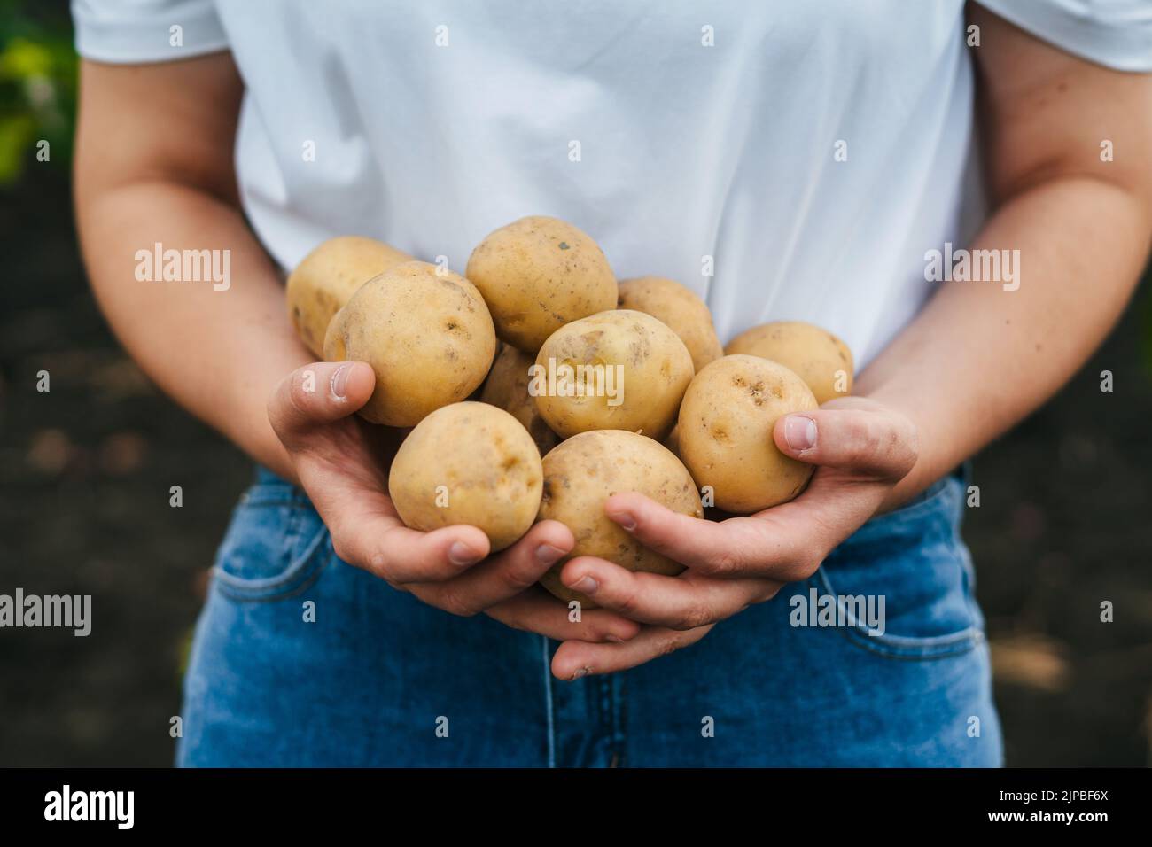 Recently picked potatoes in farmer's hands. Close-up portrait. Natural ...