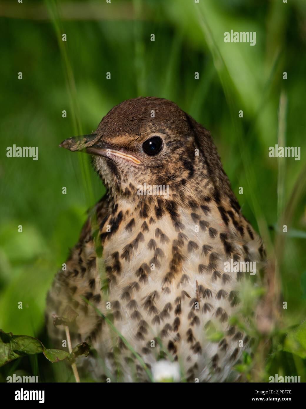 A vertical closeup of a cute Song thrush on a blurred background of ...