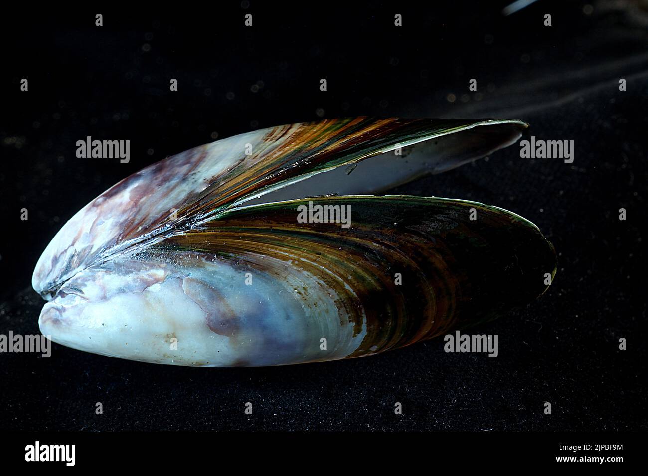 Green mussel new zealand hi-res stock photography and images - Alamy