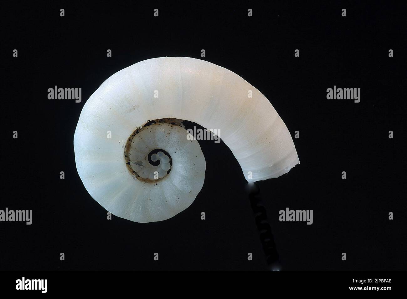Ram's horn shell (Spirula spirula Stock Photo - Alamy