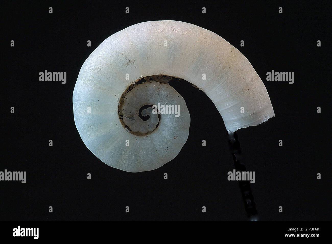 Ram's horn shell hi-res stock photography and images - Alamy