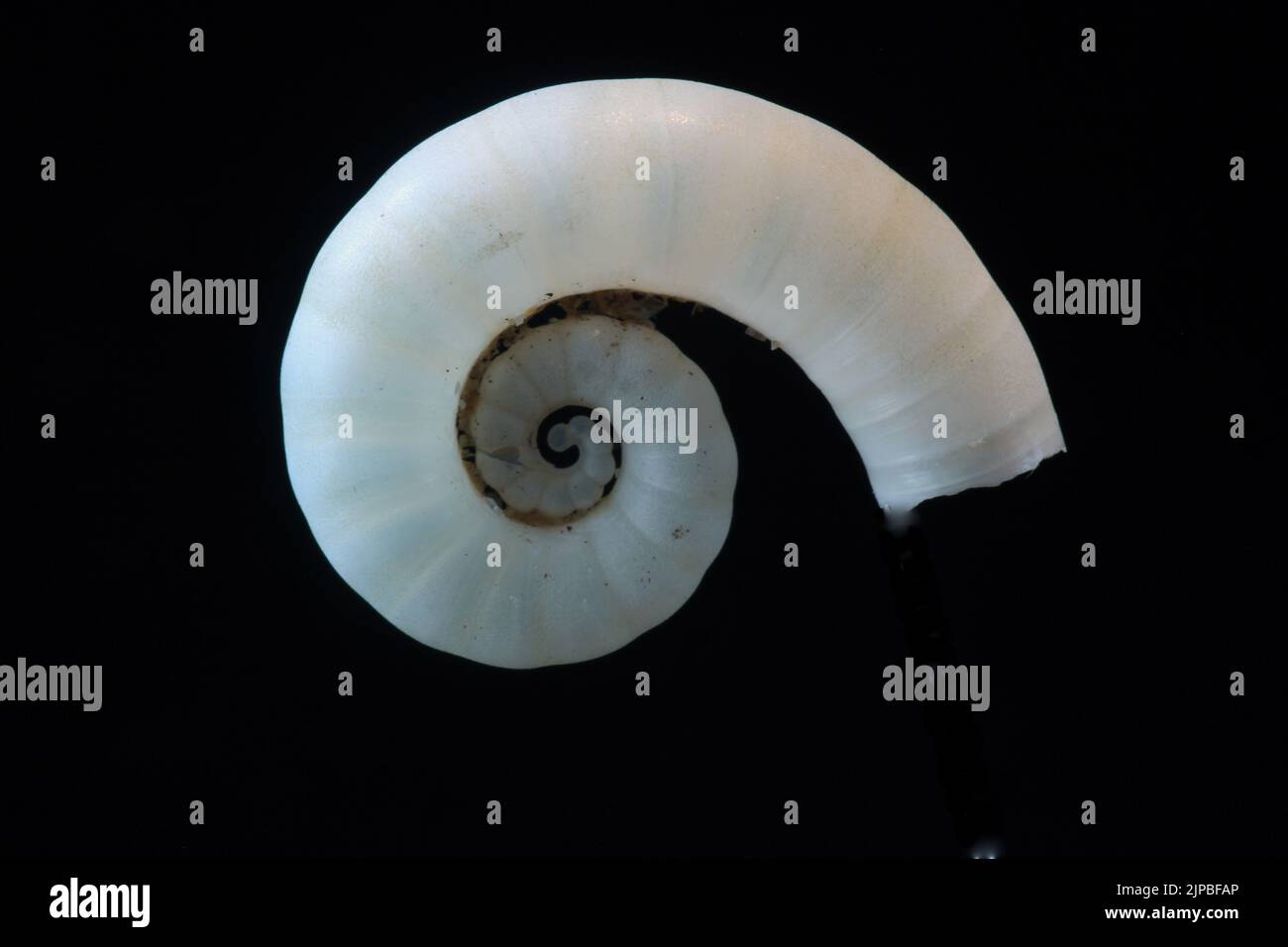 Rams horn hi-res stock photography and images - Alamy