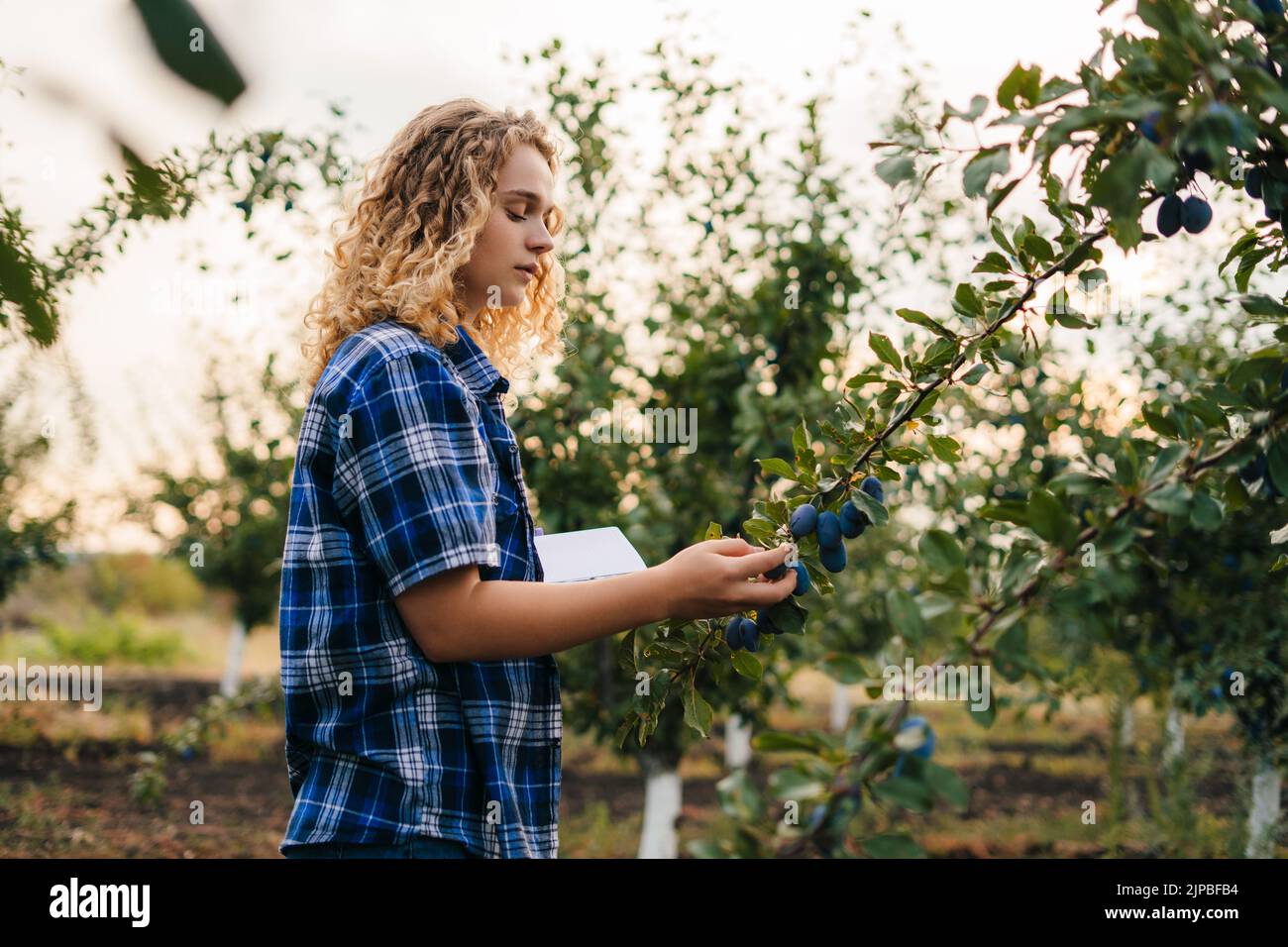 Curly woman farmer examining the quality of the plums on the tree ...