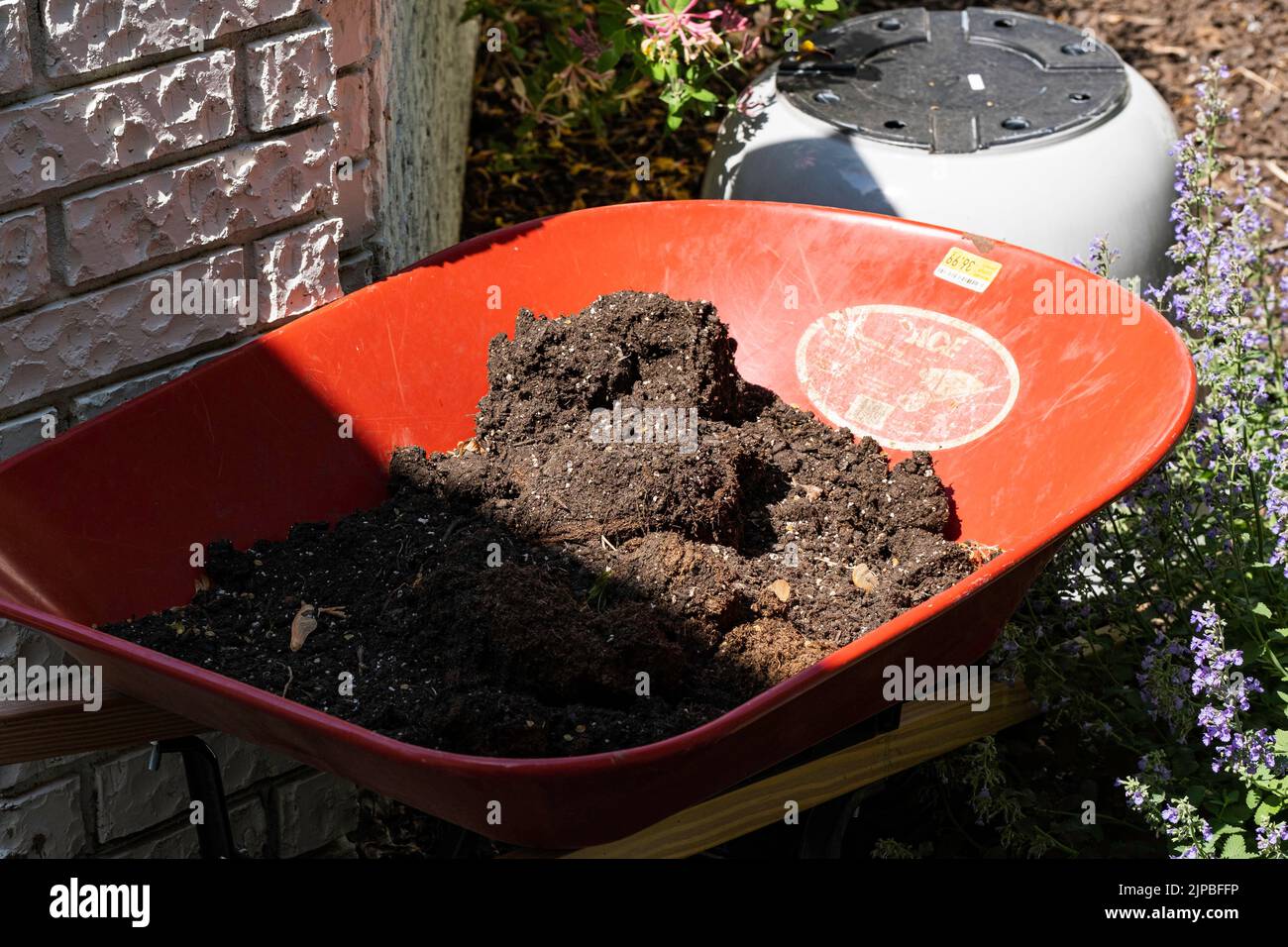Red wheelbarrow with a load of old potting soil inside, parked in a ...