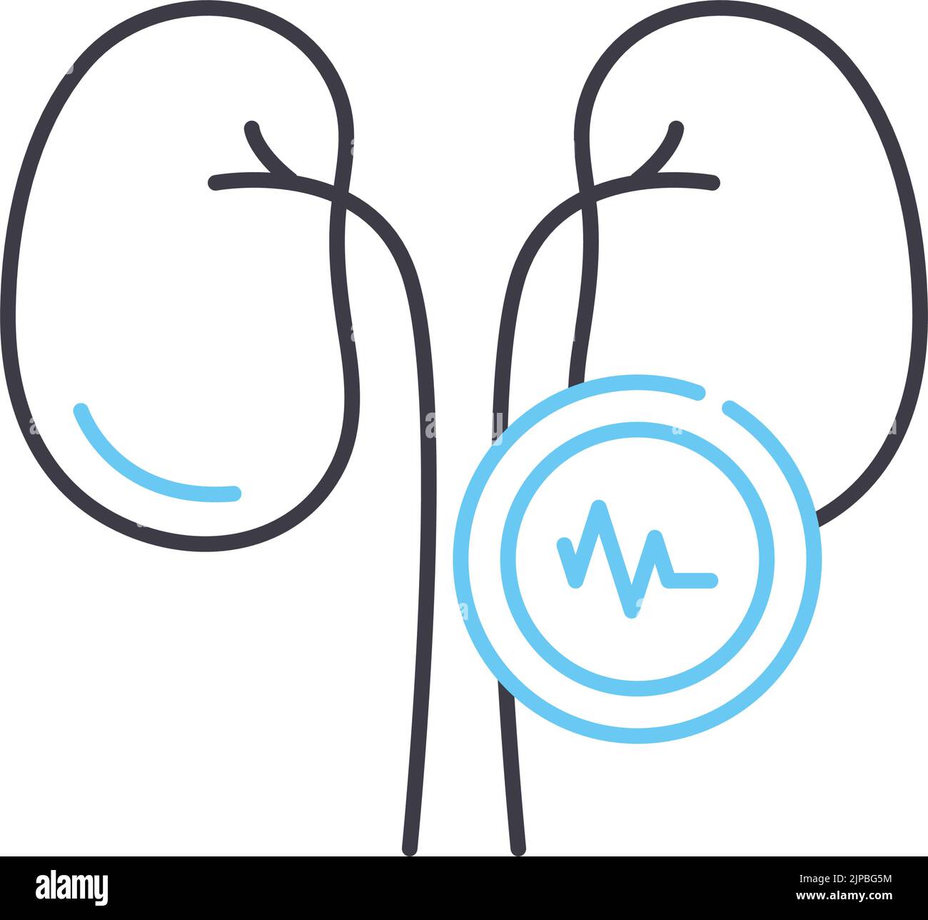 Kidneys and human and illustration Stock Vector Images - Alamy